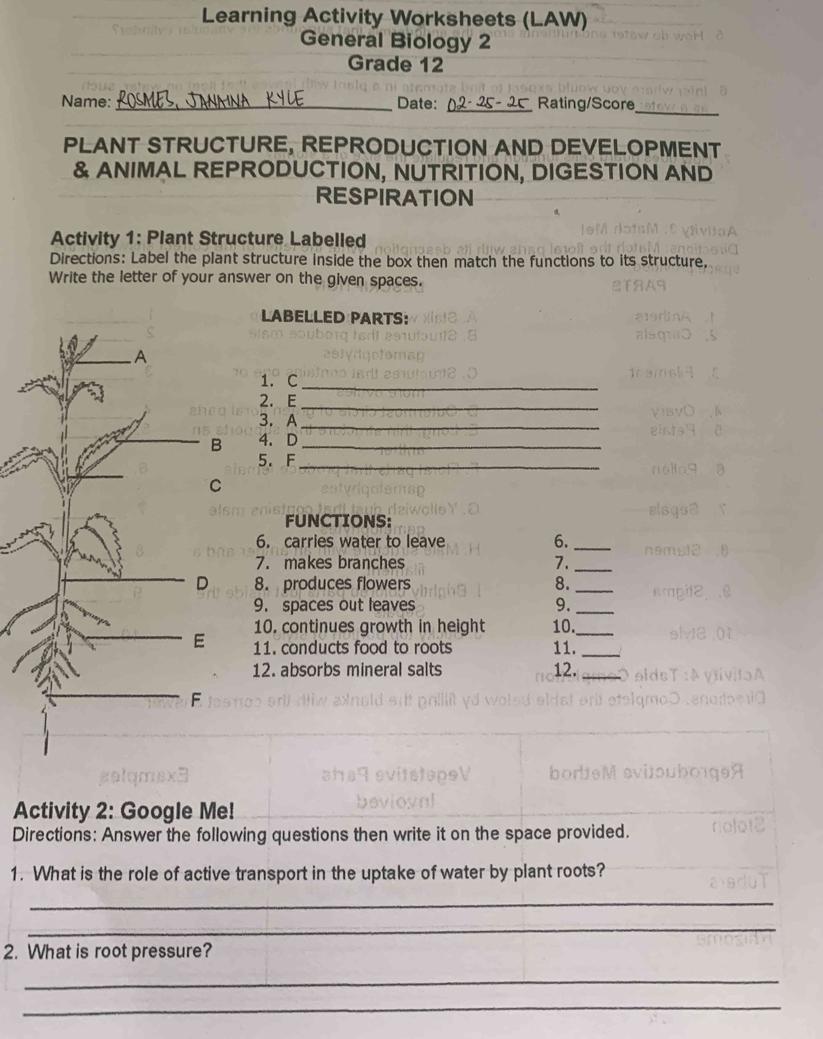 Activity 1: Plant Structure Labelled | StudyX