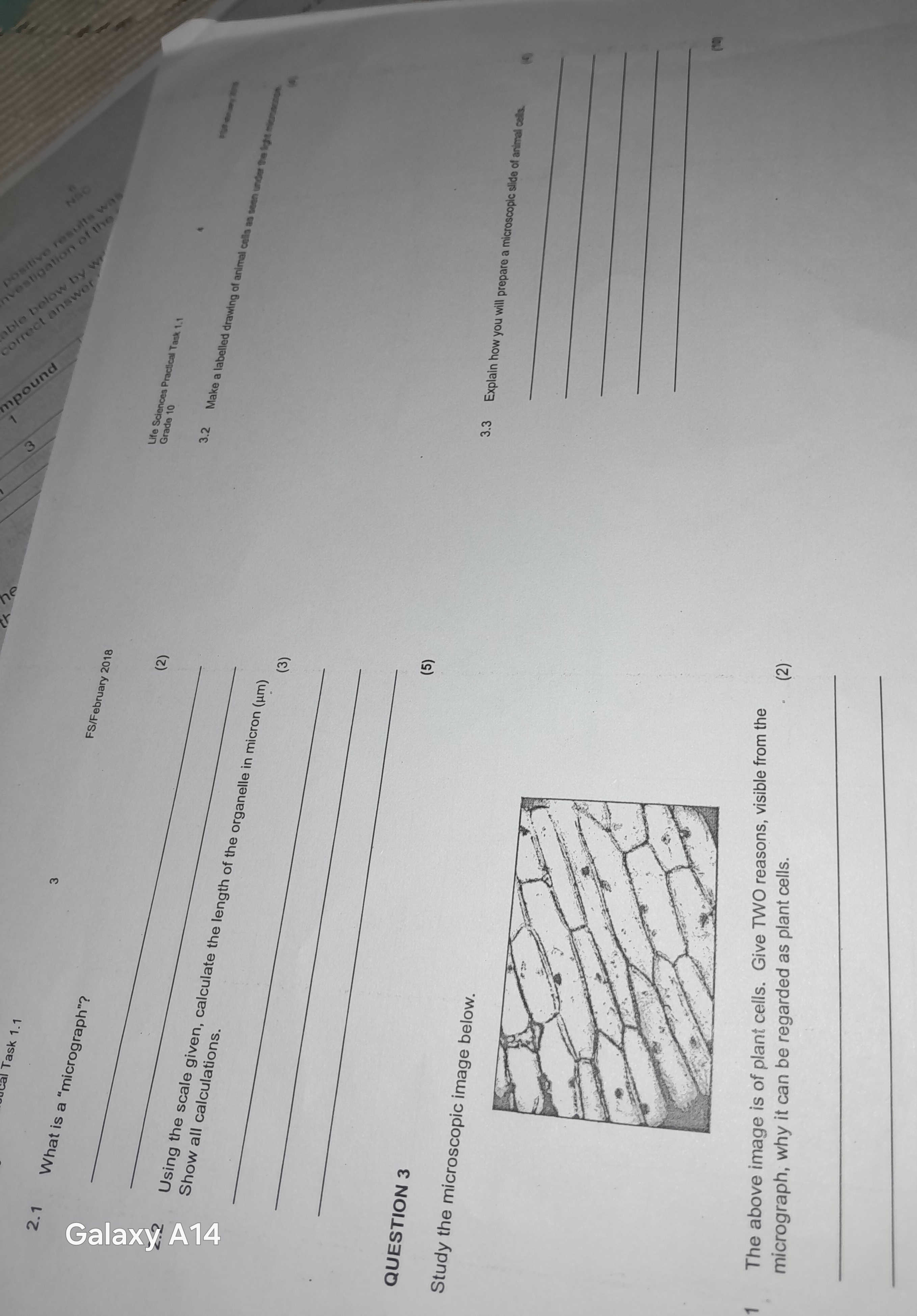 21 What is a micrograph Using the scale | StudyX