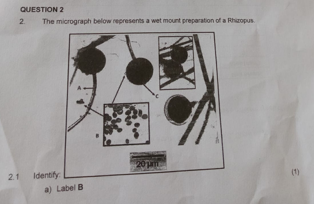 2. The micrograph below represents a wet | StudyX