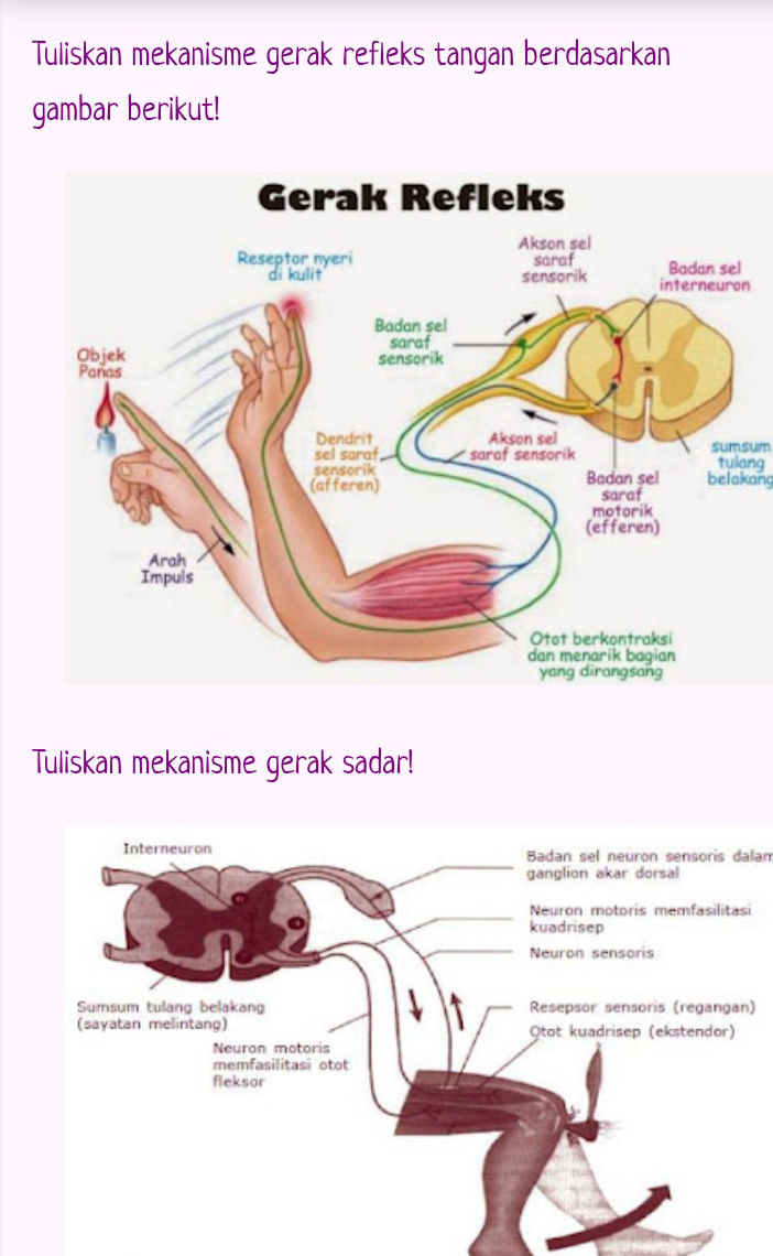 Tuliskan mekanisme gerak refleks tangan | StudyX