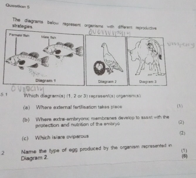 The diagrams below represent organisms with | StudyX