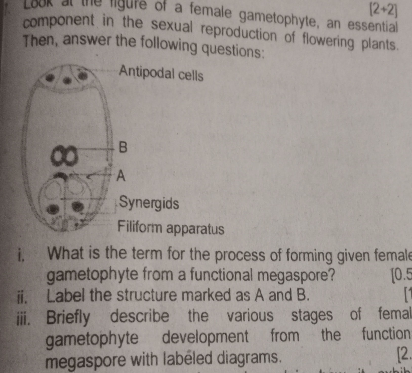 Look at the figure of a female gametophyte, | StudyX