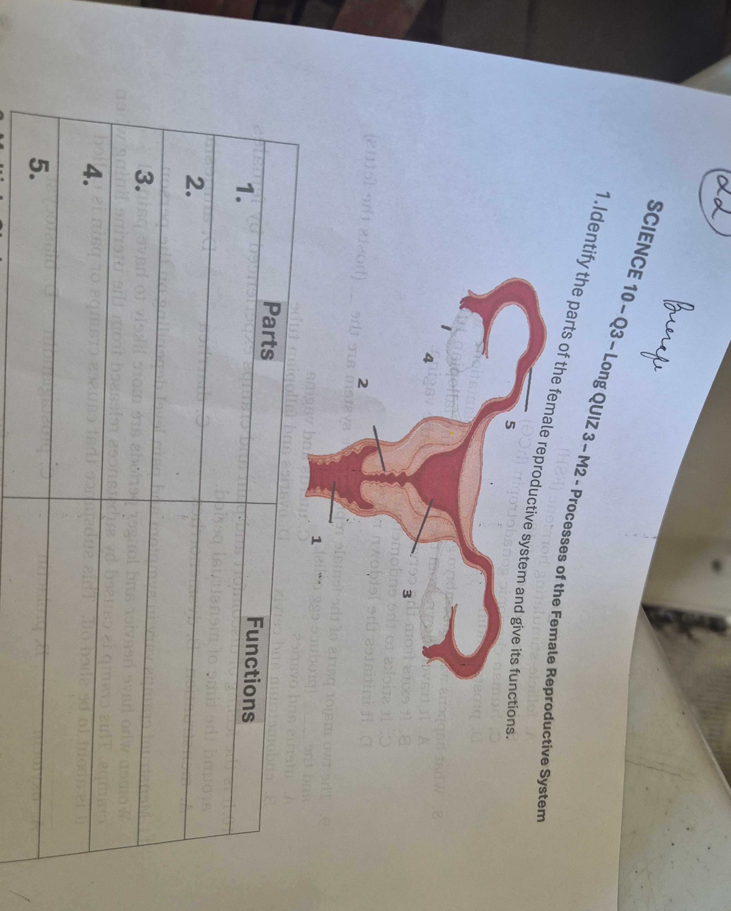 1Identify the parts of the female | StudyX