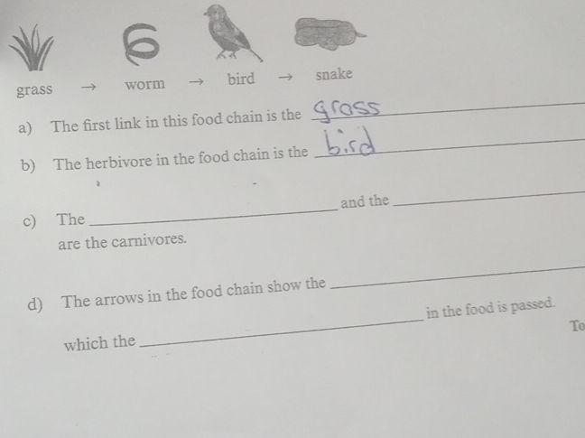 grass → worm → bird → snake a) The first | StudyX