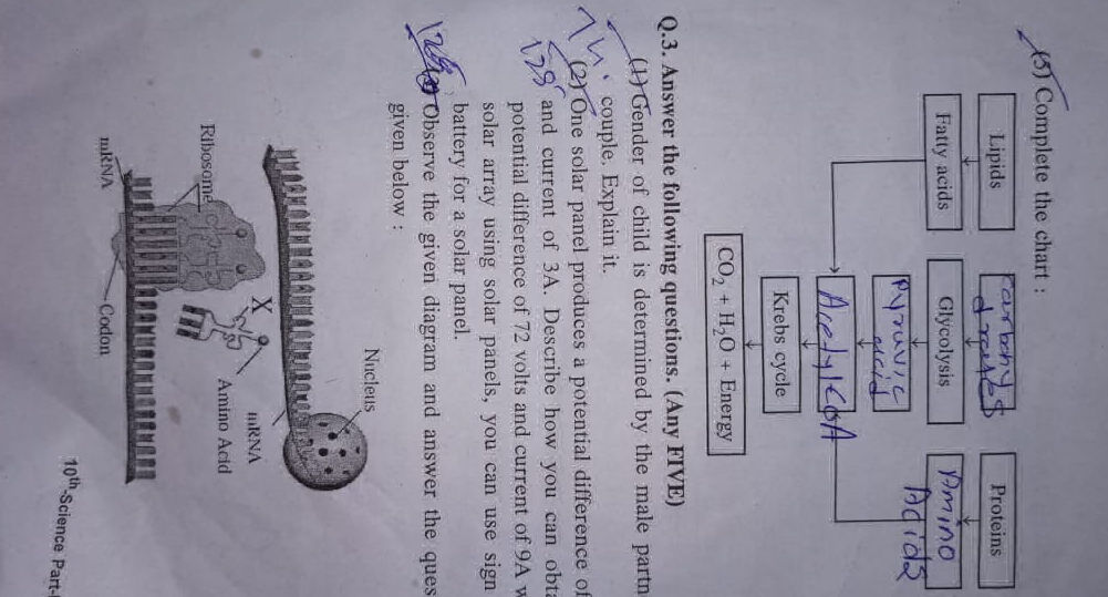 (5) Complete the chart Lipids Fatty acids | StudyX