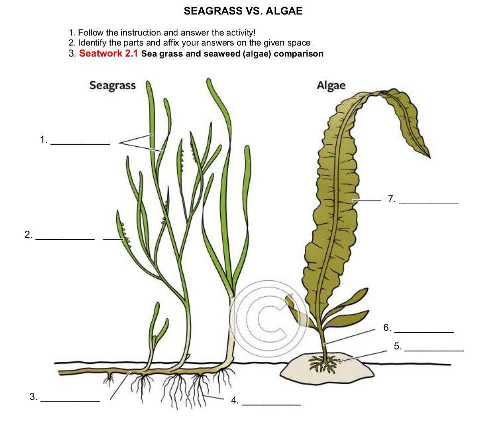 SEAGRASS VS ALGAE 1 Follow the instruction | StudyX