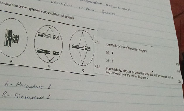 The diagrams below represent various phases | StudyX