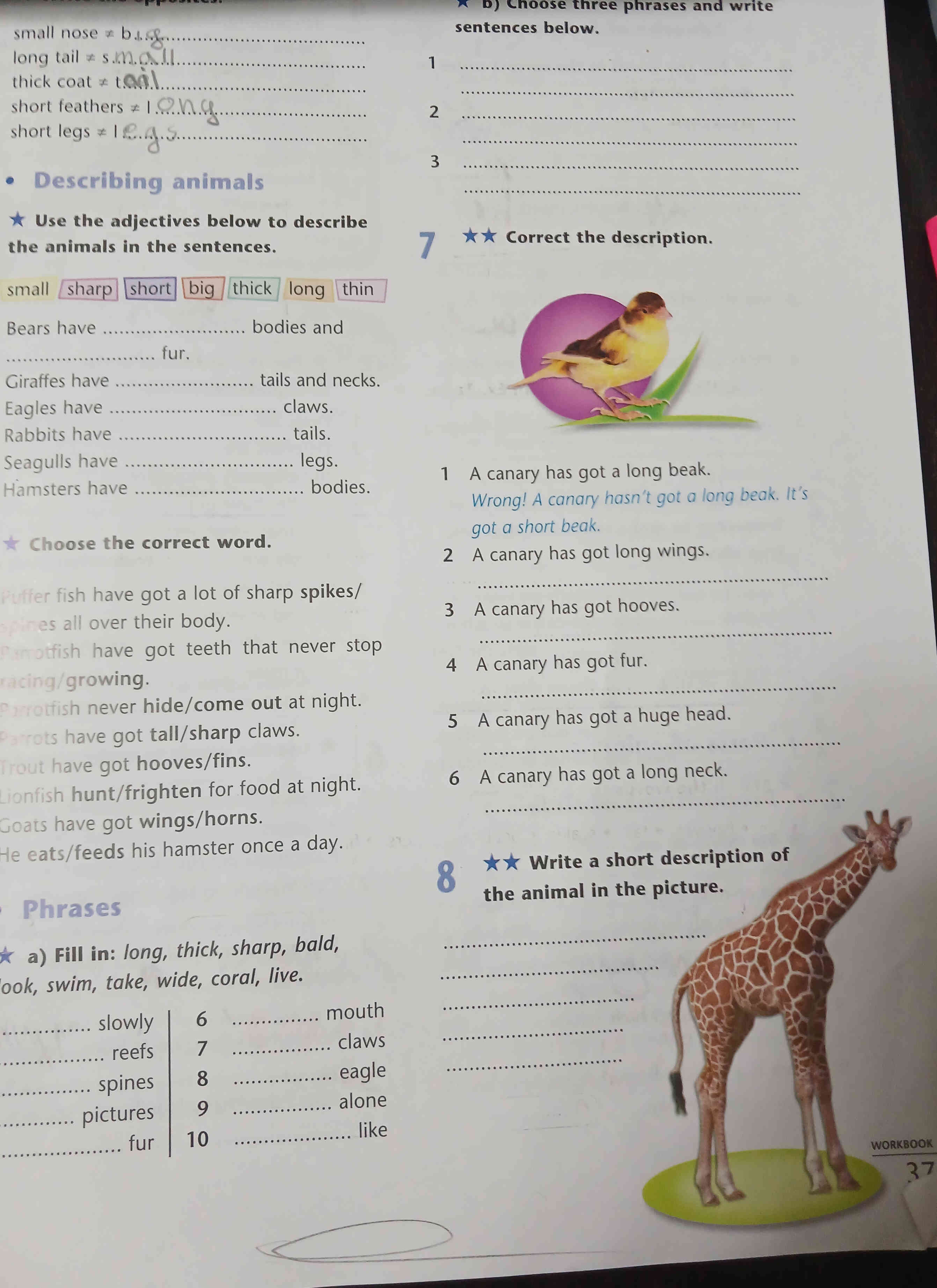Use the adjectives below to describe the | StudyX