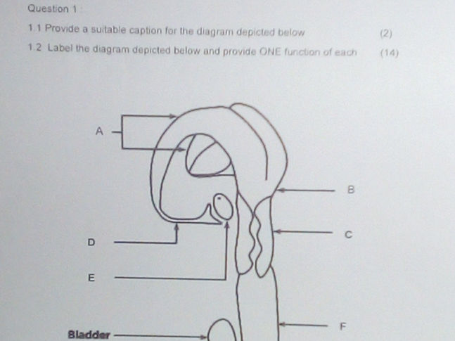 11 Provide a suitable caption for the | StudyX