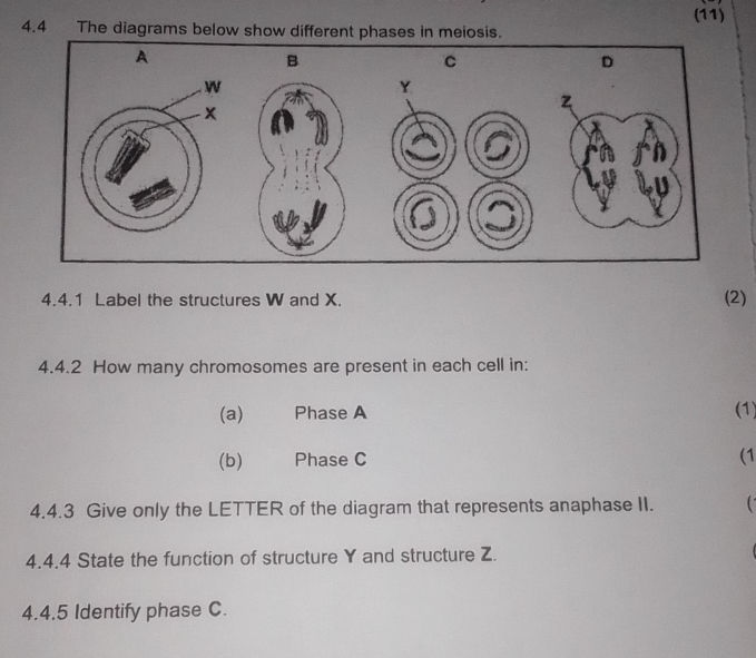 44 The diagrams below show different phases | StudyX