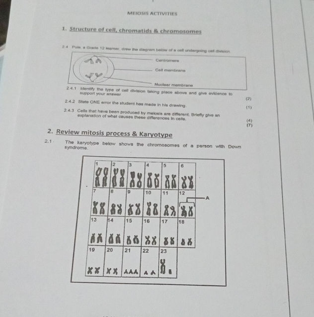 1 Structure of cell chromatids chromosomes | StudyX