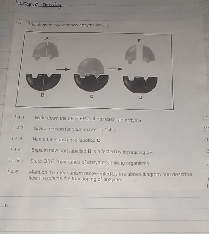 The diagram below shows enzyme activity | StudyX
