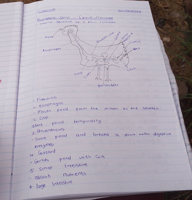 Alimentary Canal (Fowl/Chicken) Internal