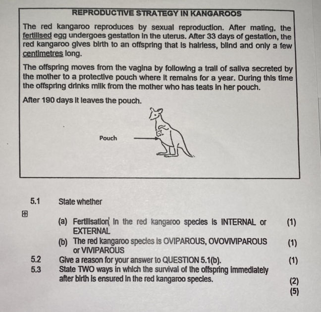 REPRODUCTIVE STRATEGY IN KANGAROOS The red | StudyX