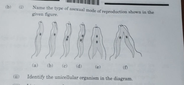 (i) Name the type of asexual mode of | StudyX