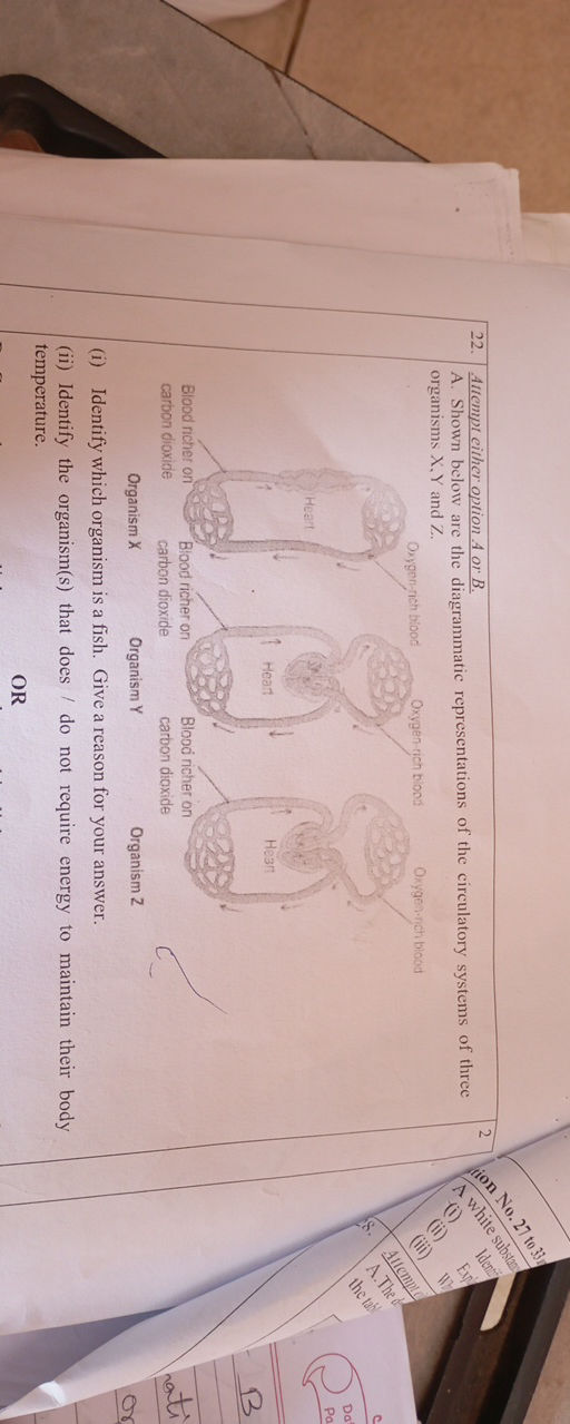 A Shown below are the diagrammatic | StudyX