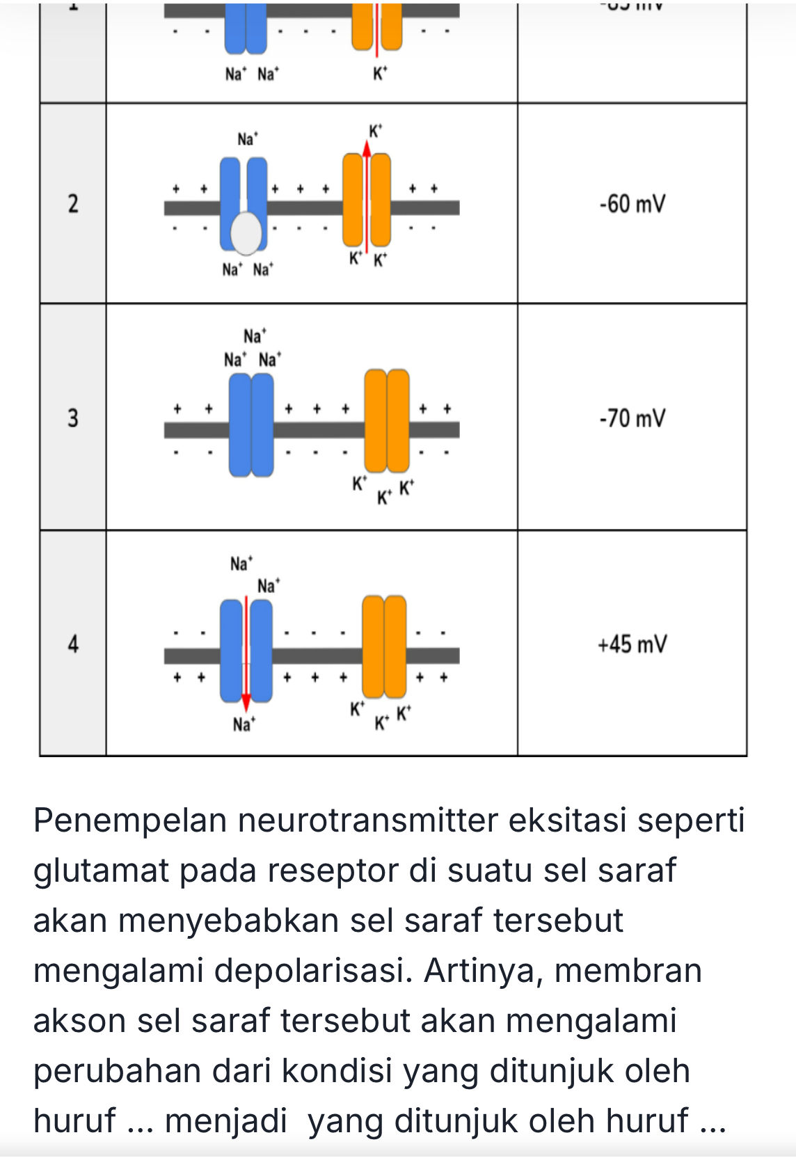 | 1 | [Diagram showing Na+ and K+ ions] | | StudyX