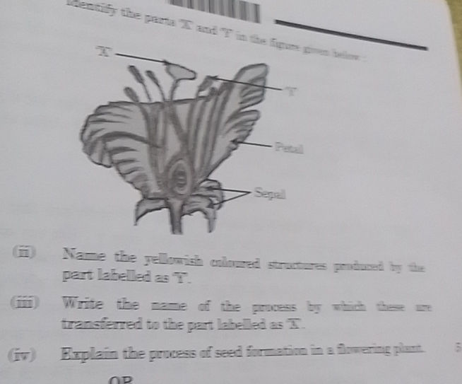 (i) Name the yellowish coloured structures | StudyX