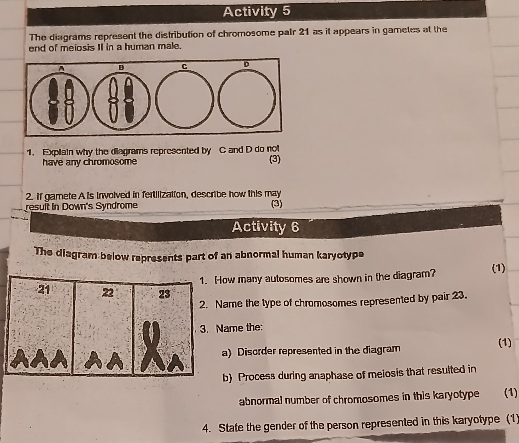 Activity 5 The diagrams represent the | StudyX