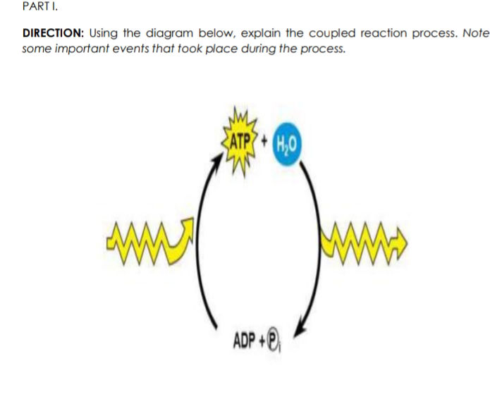 DIRECTION Using the diagram below explain | StudyX