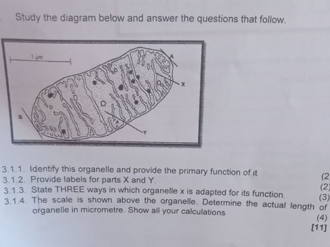 Study the diagram below and answer the | StudyX
