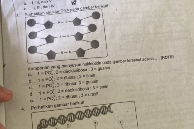 3. Perhatikan struktur DNA pada gambar | StudyX