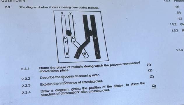 23 The diagram below shows crossing over