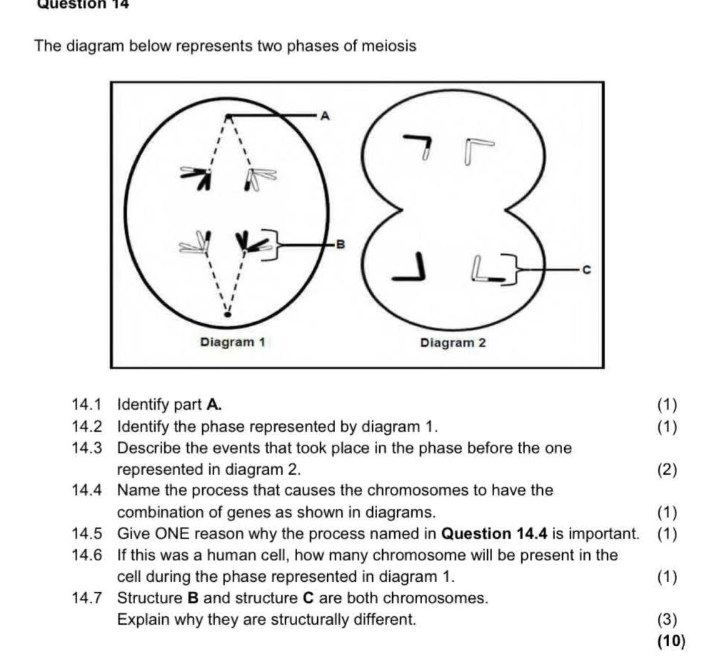 Question 14 The diagram below represents two | StudyX