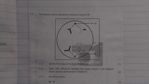 22 The diagram below represents a phase of | StudyX