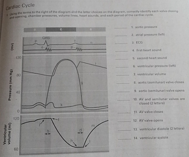 Using the terms to the right of the diagram | StudyX