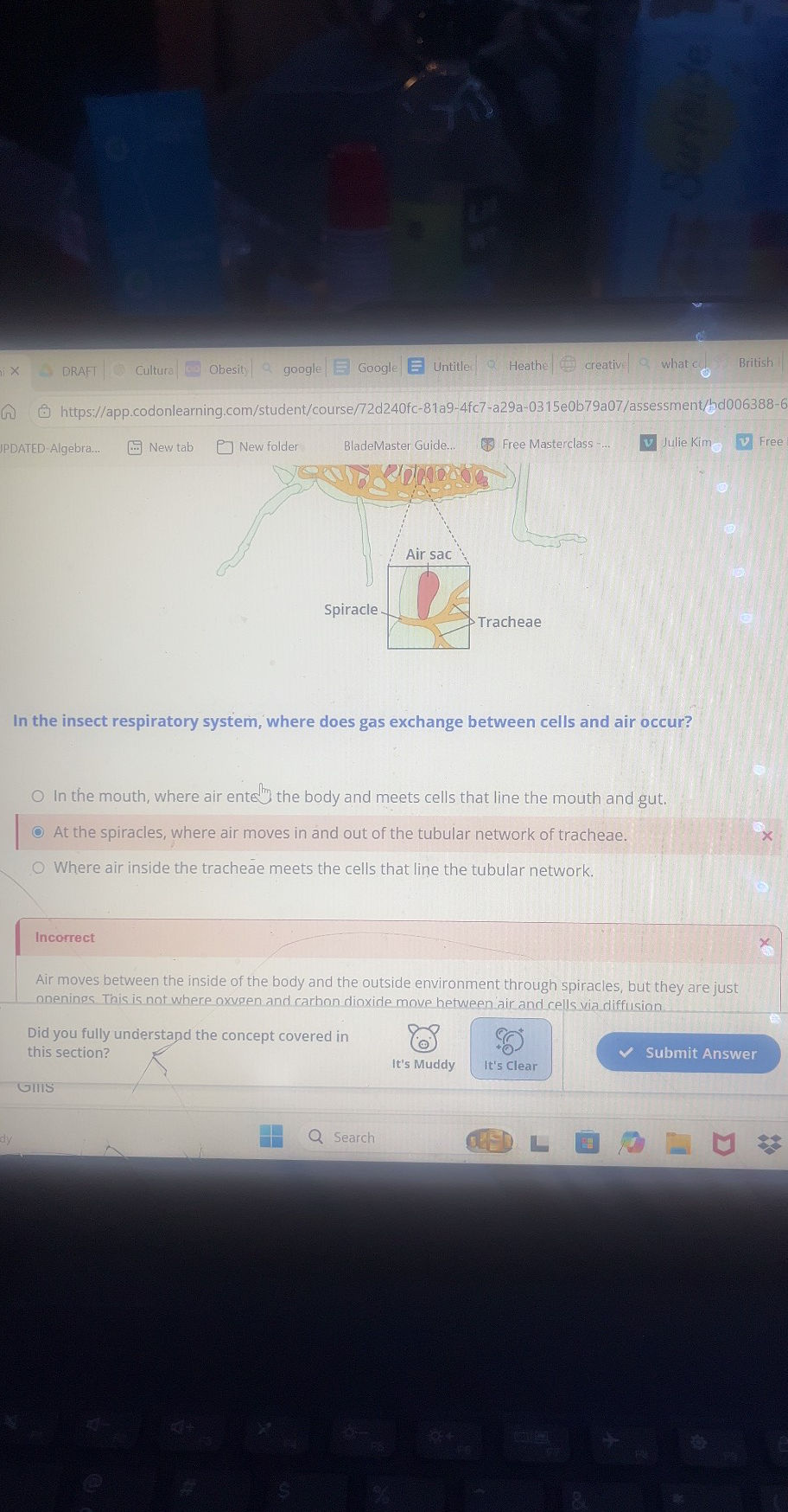 In the insect respiratory system, where does