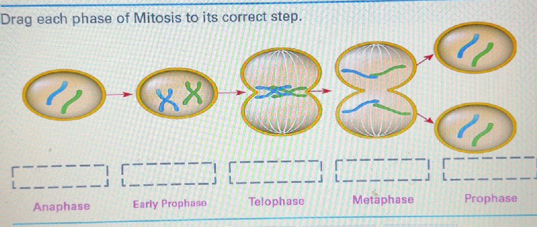 Drag each phase of Mitosis to its correct