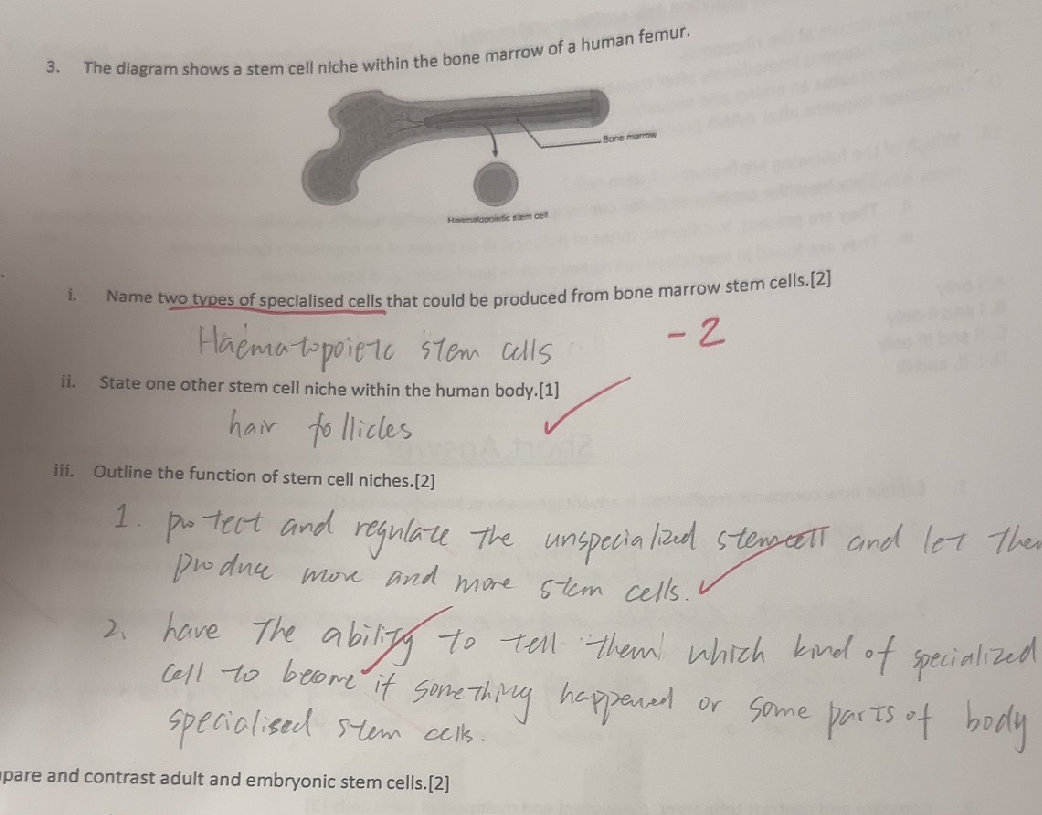 The diagram shows a stem cell niche within