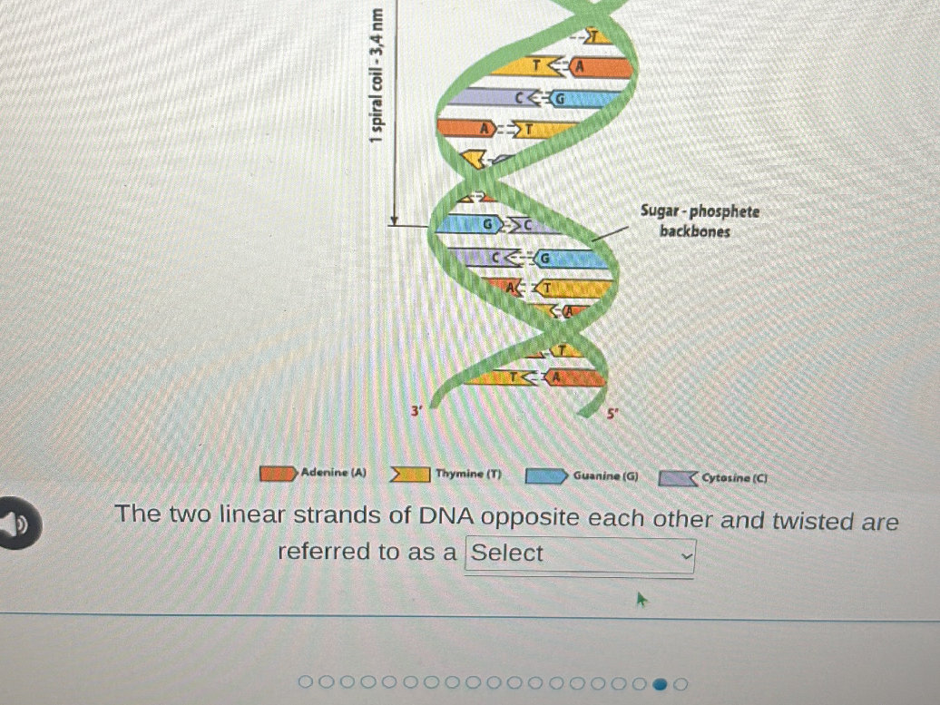 The two linear strands of DNA opposite each | StudyX