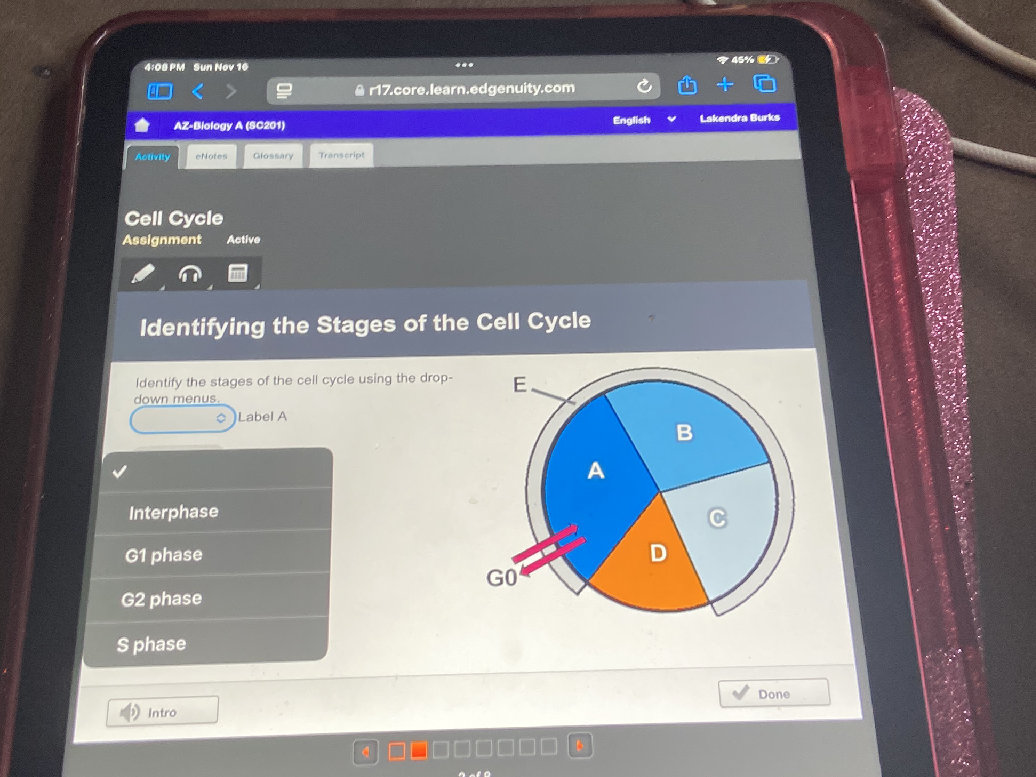 Identifying the Stages of the Cell Cycle | StudyX