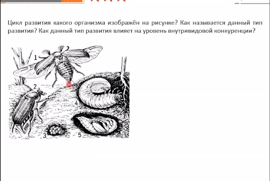 Цикл развития какого организма изображён на | StudyX