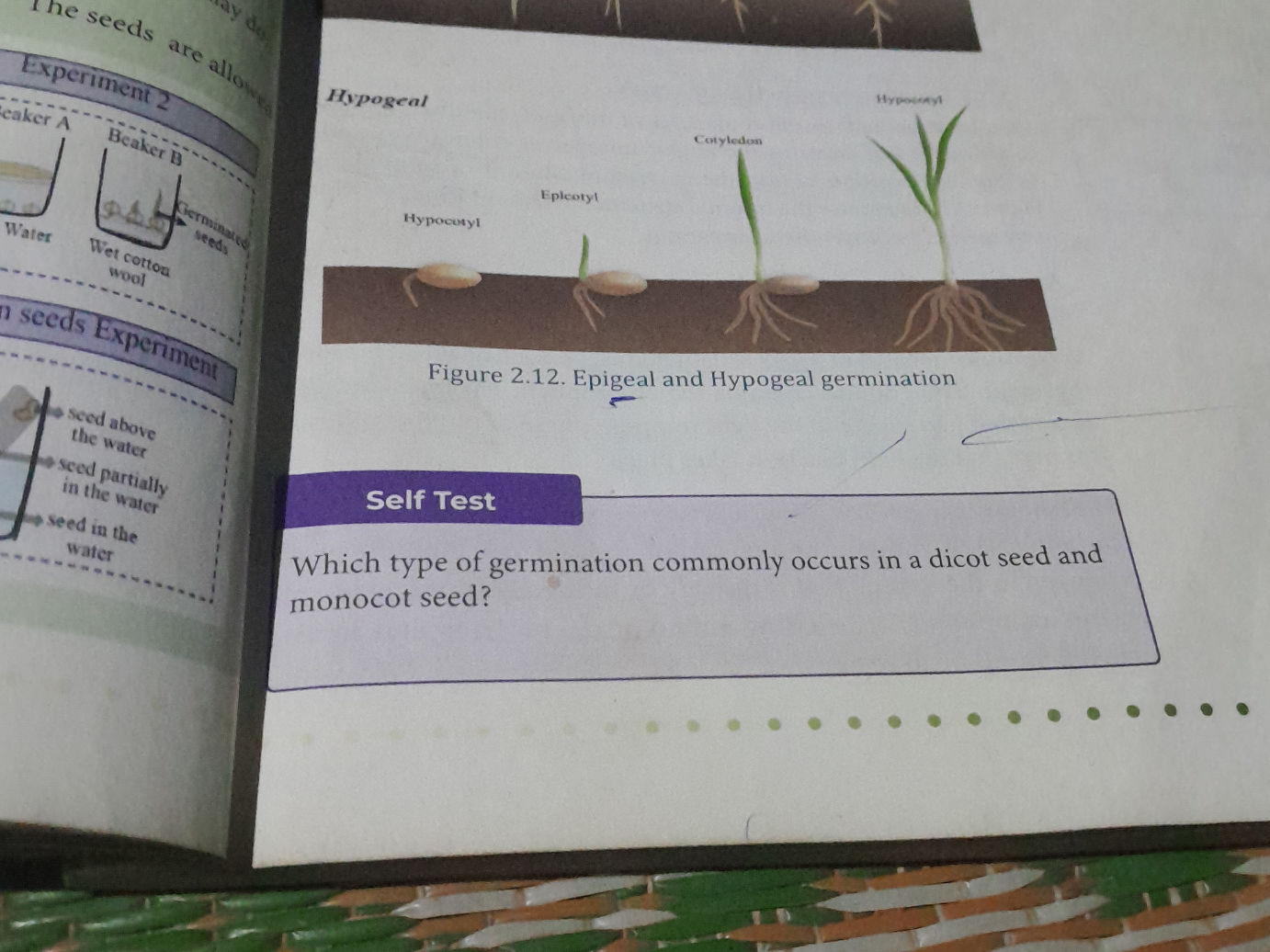 Figure 2.12. Epigeal and Hypogeal | StudyX