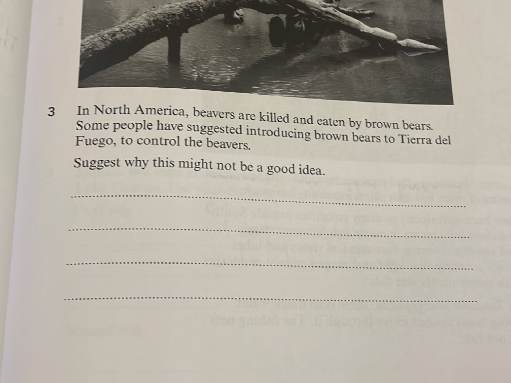 In North America, beavers are killed and | StudyX