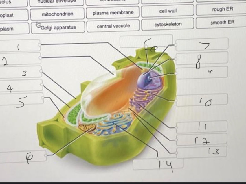 Identify the 14 numbered parts of the plant | StudyX