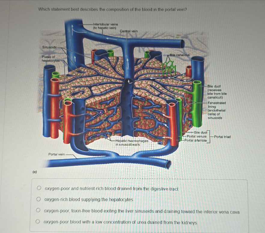 Which statement best describes the | StudyX