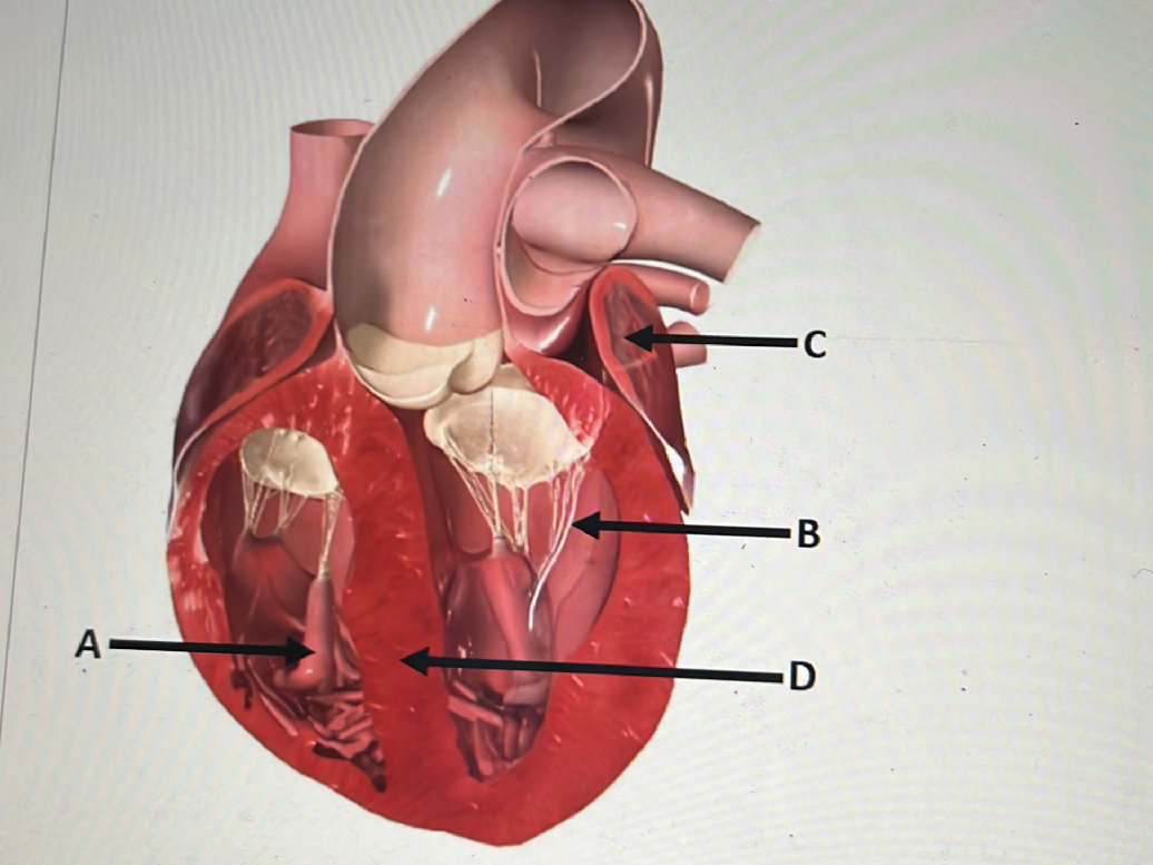 Identify the structures labeled A, B, C, and | StudyX