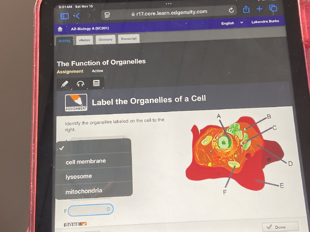 Label the Organelles of a Cell Identify the