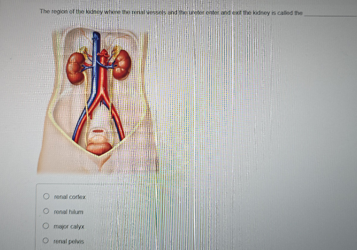 The region of the kidney where the renal | StudyX