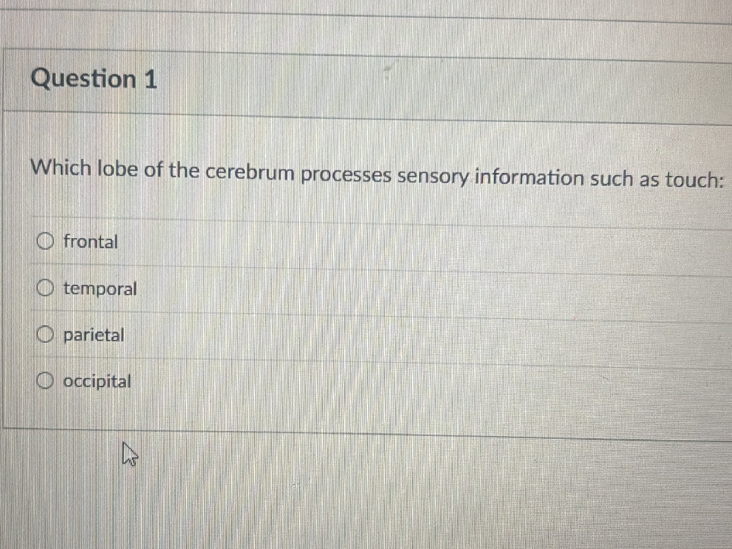 Which lobe of the cerebrum processes sensory | StudyX