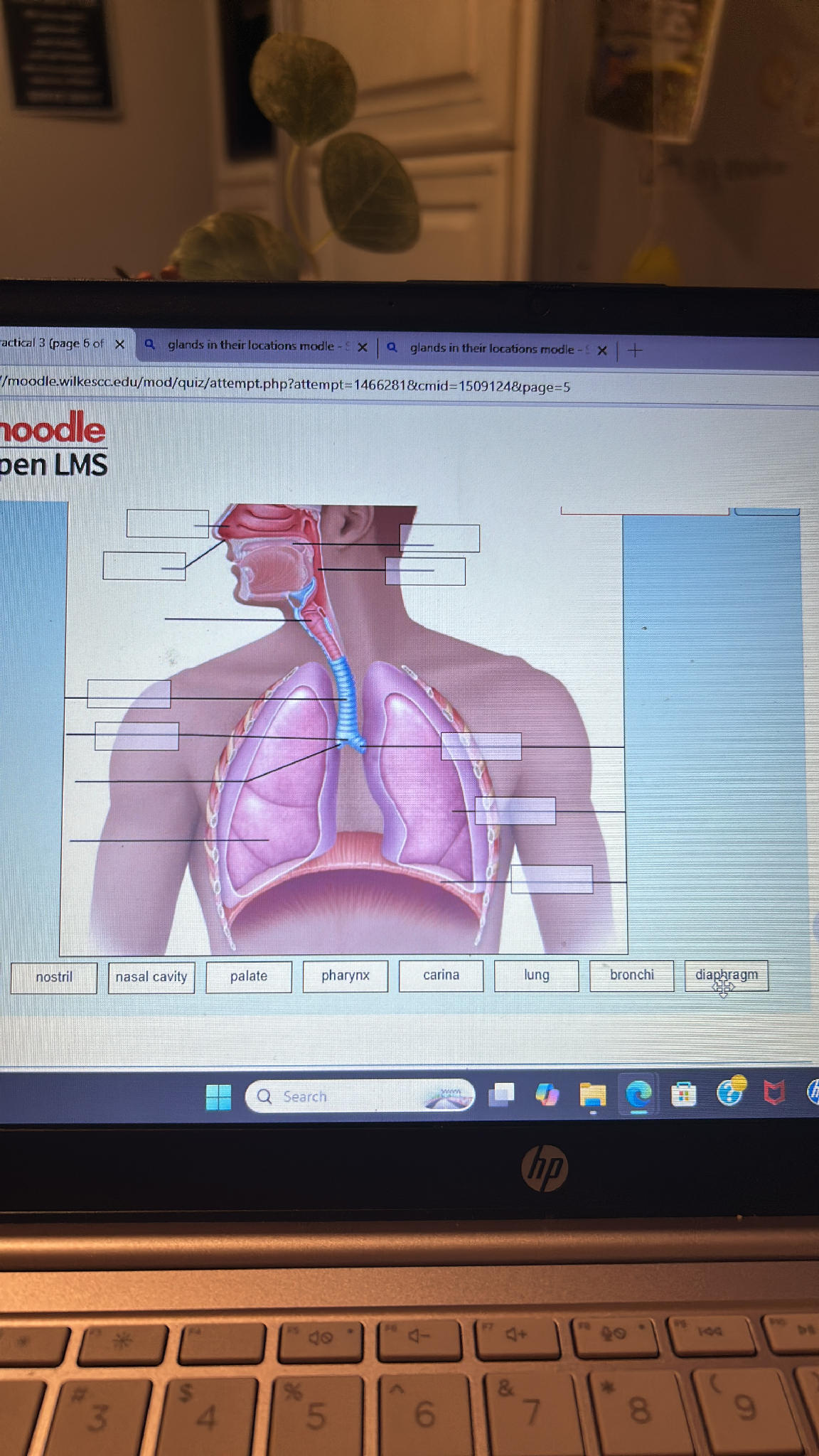 Identify the parts of the respiratory system | StudyX