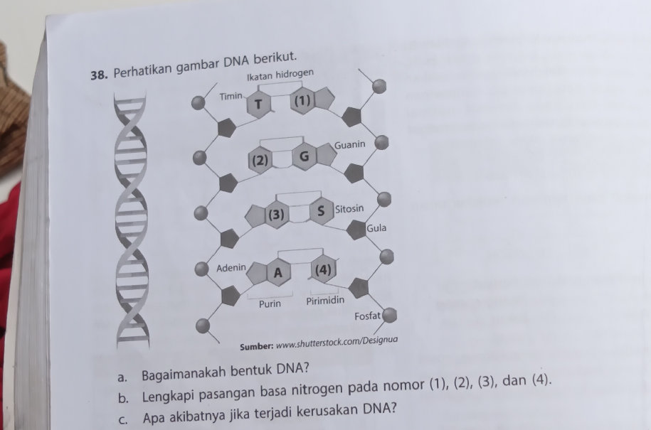 38. Perhatikan gambar DNA berikut. [Diagram | StudyX
