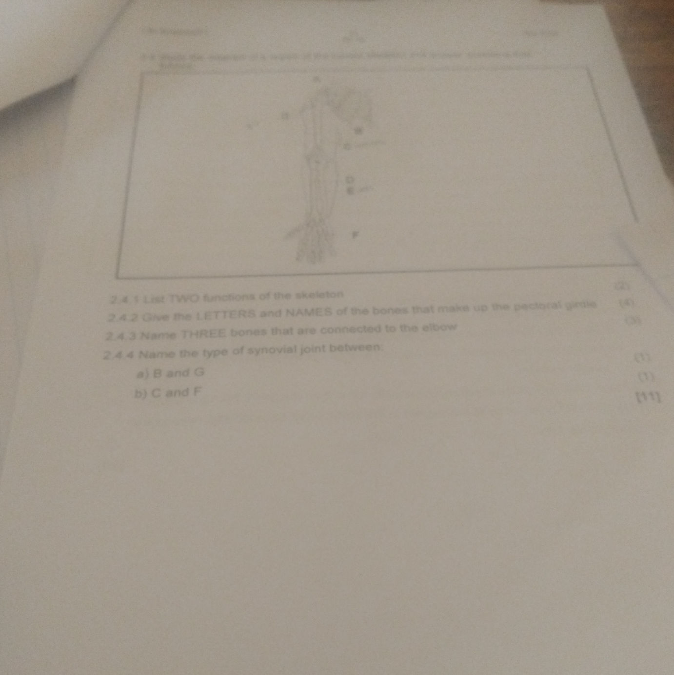 Diagram showing parts of the human skeleton | StudyX