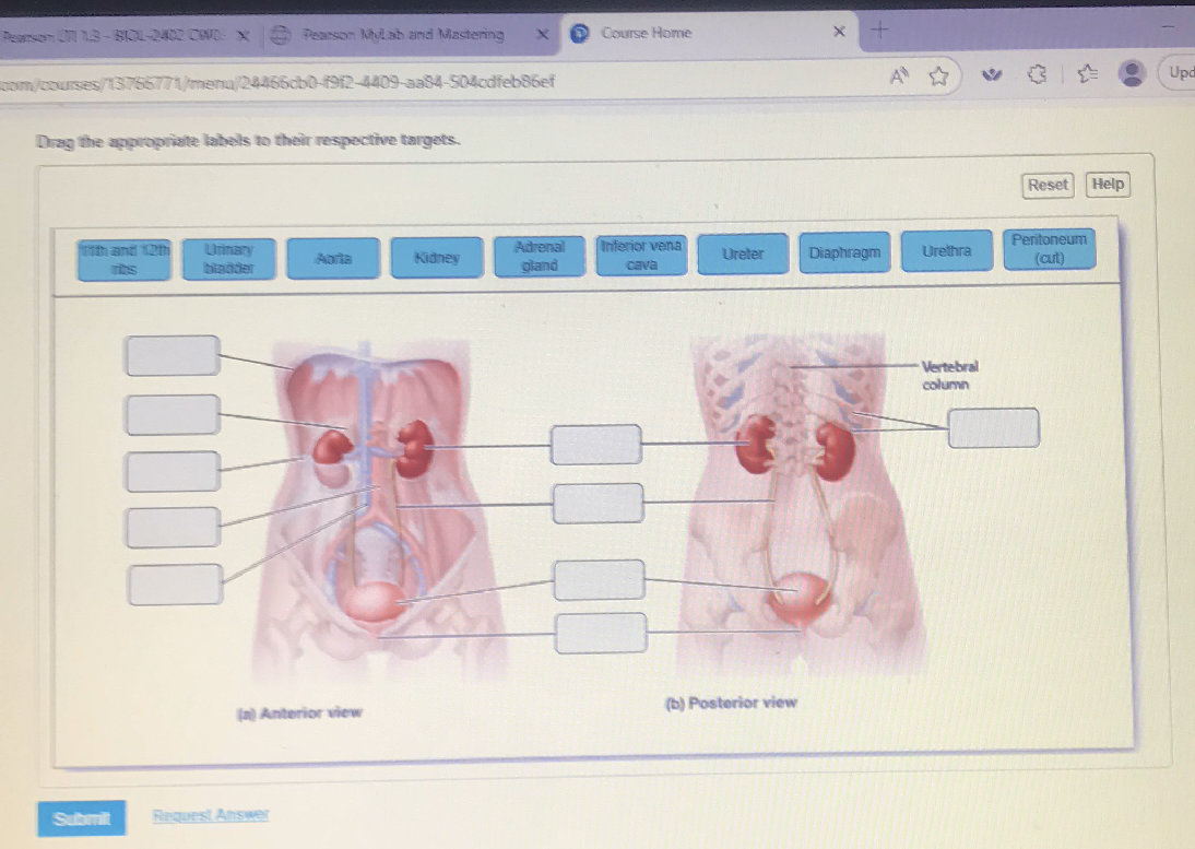 Drag the appropriate labels to their | StudyX