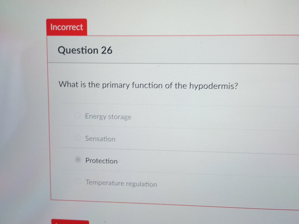What is the primary function of the | StudyX