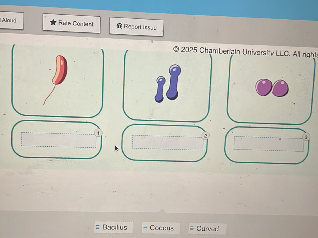 Match the bacterial shapes shown in the | StudyX